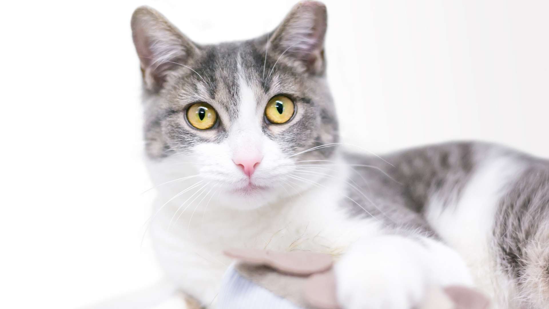 Kedi Kısırlaştırma Fiyatları | Therapet Veteriner