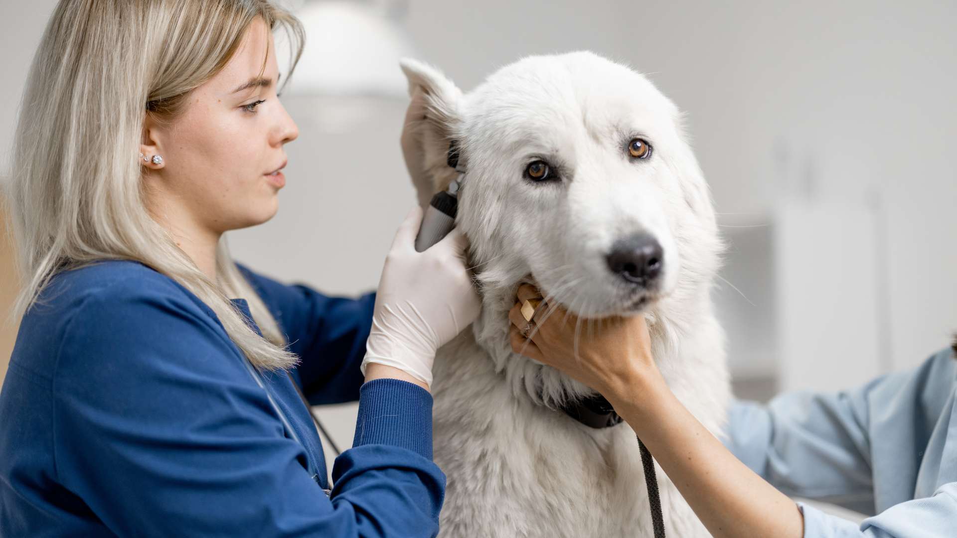 Acil Veteriner | Therapet Veteriner